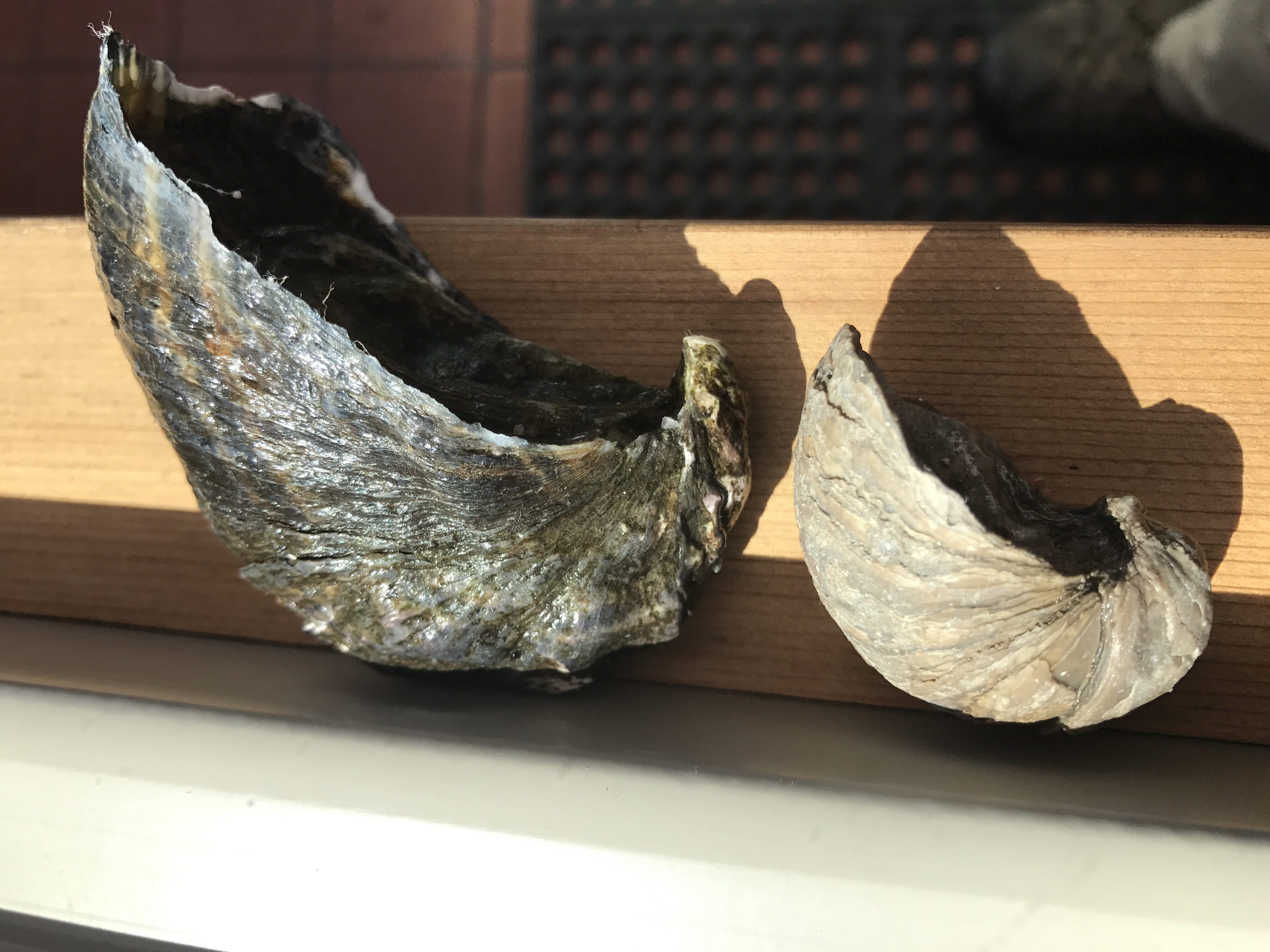 Shell Games | the geographer's kitchen